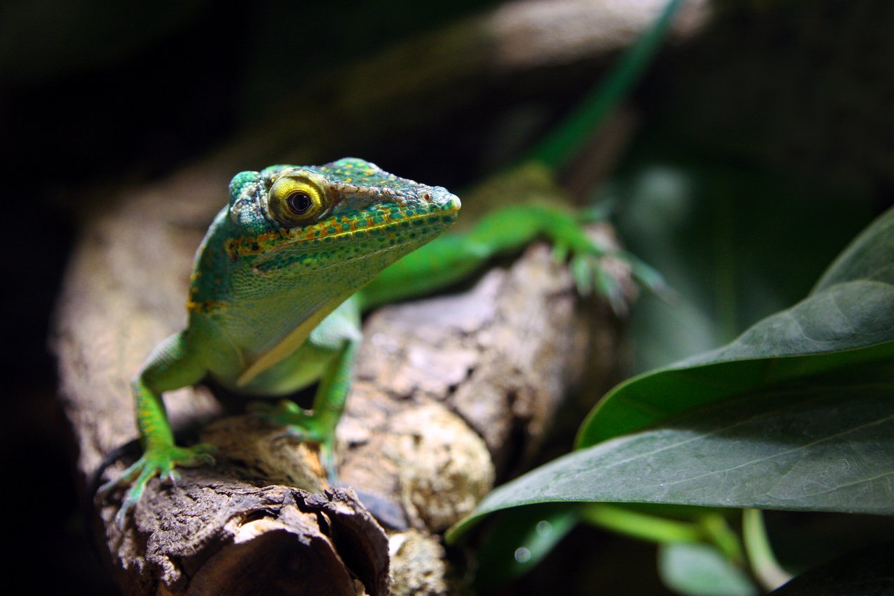 Zoo de Praga | Avantgarde Prague